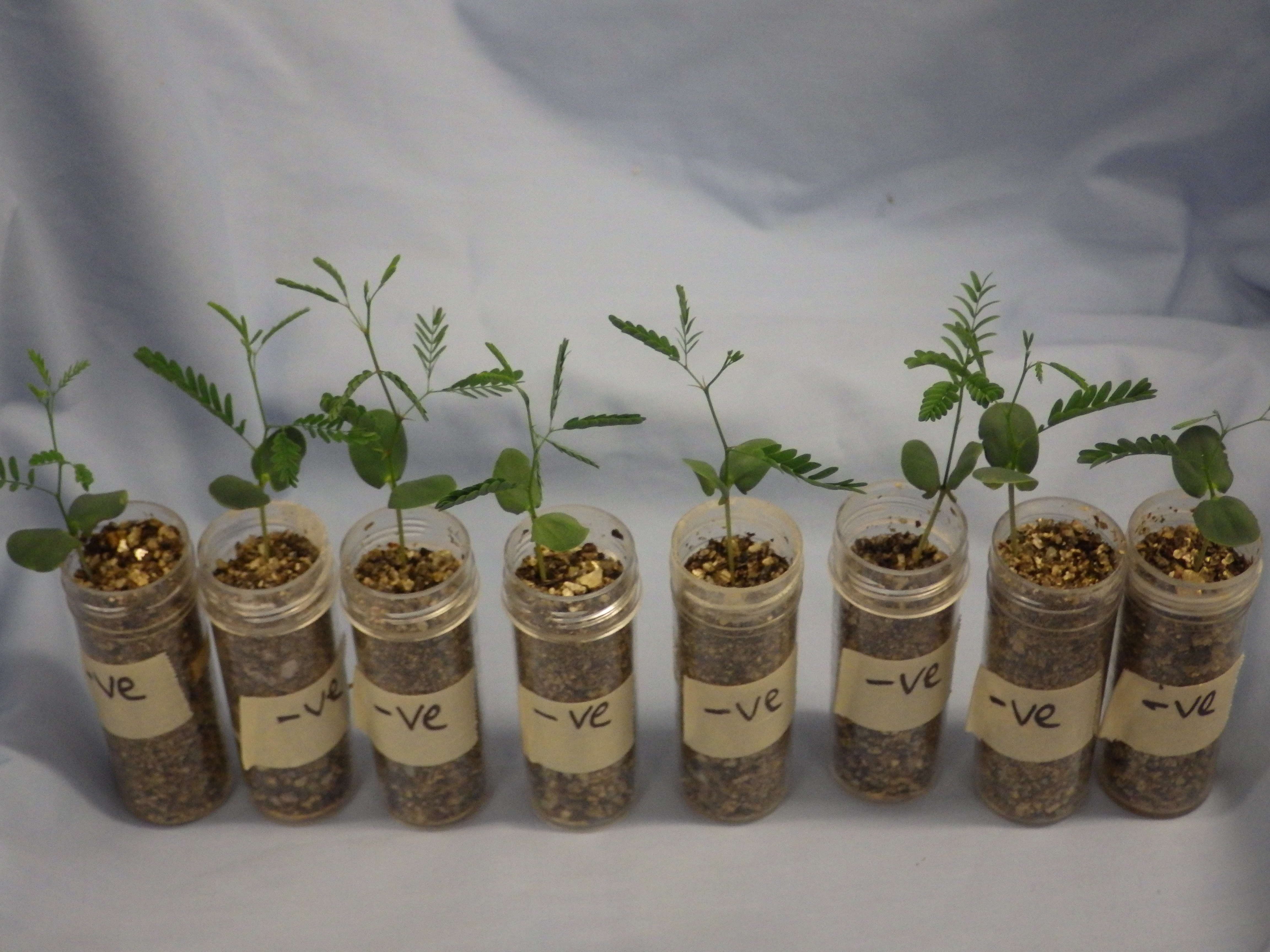 Photo Gallery – BioHerbicides Australia